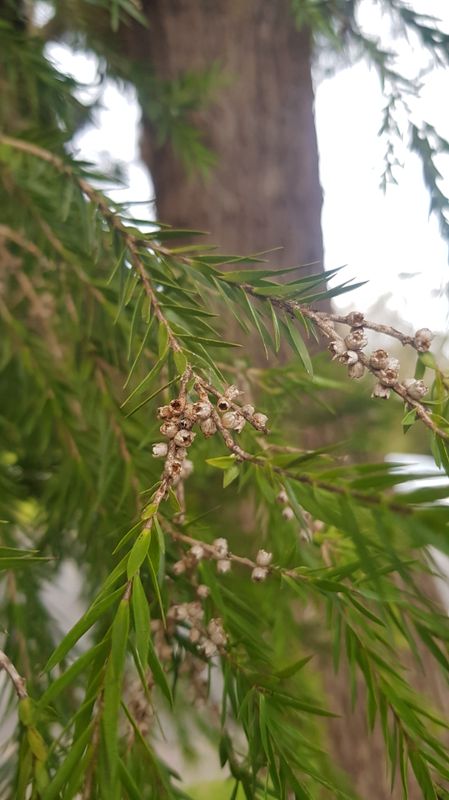 Melaleuca bracteata | Which Plant Where