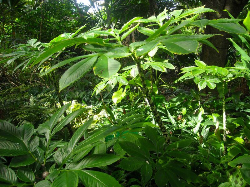 Amorphophallus bulbifer | Which Plant Where